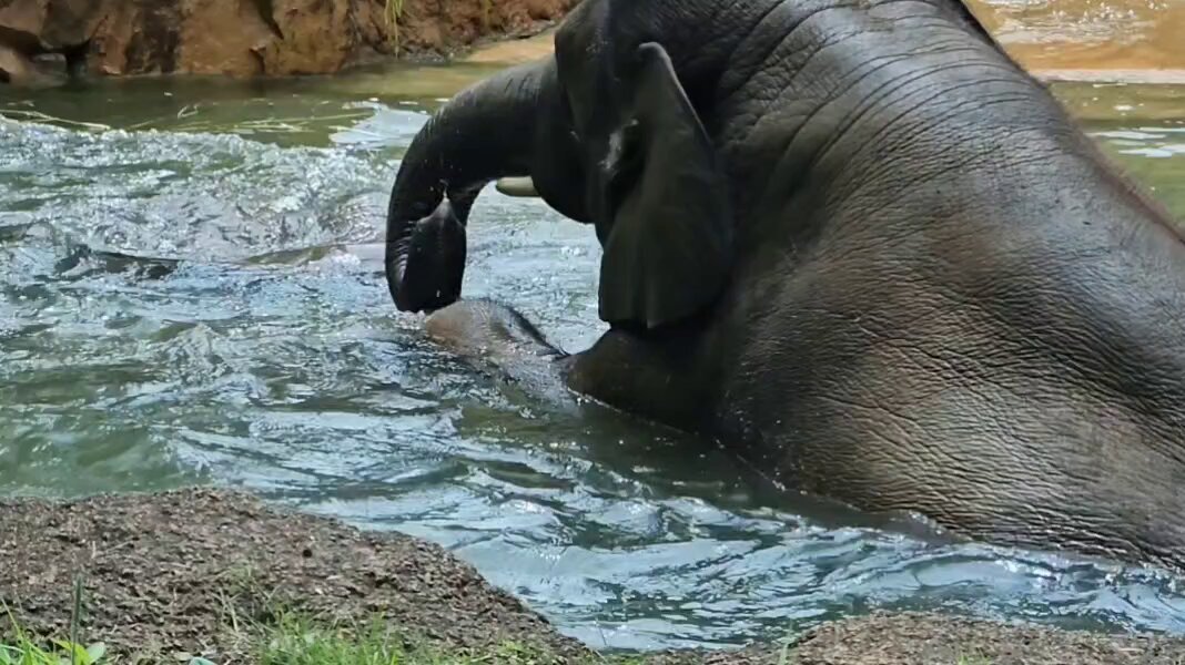 人気ポスト(@tomoko_elephant) - Yahoo!リアルタイム検索