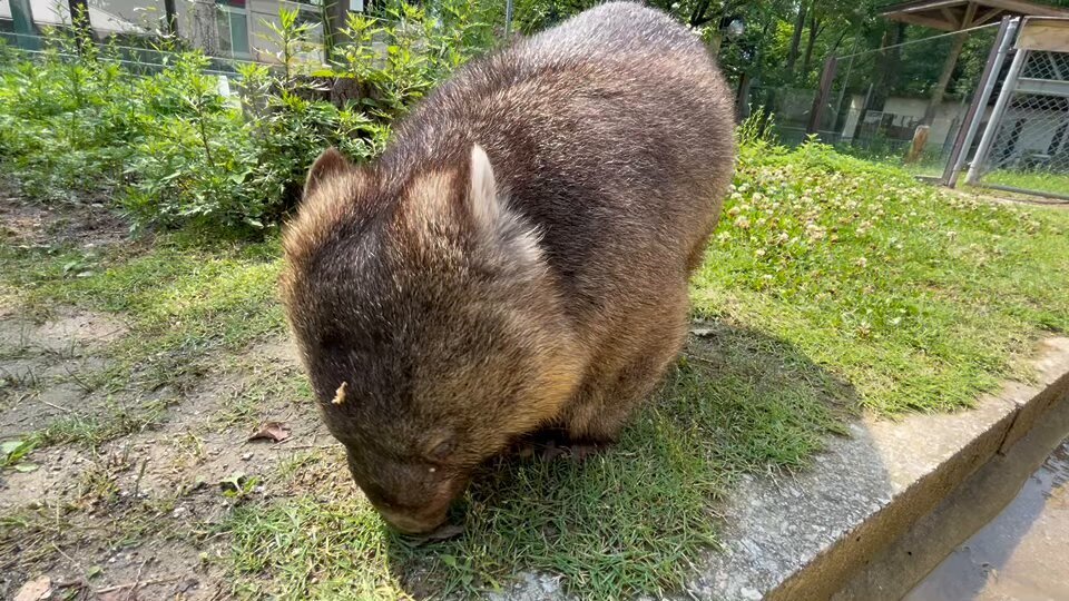 人気ポスト(@satsukiyama_zoo) - Yahoo!リアルタイム検索