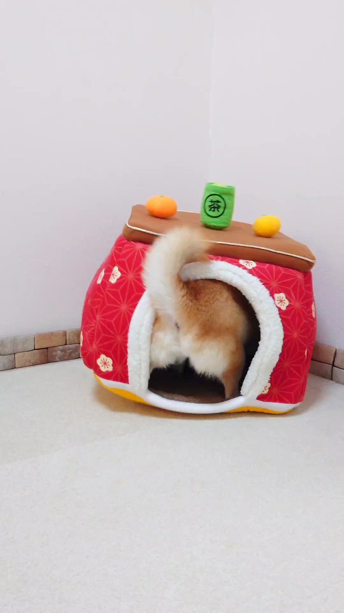 人気ポスト(@shiba_charmy) - Yahoo!リアルタイム検索