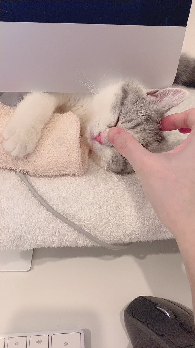 人気ポスト(@Pukuri_cat) - Yahoo!リアルタイム検索