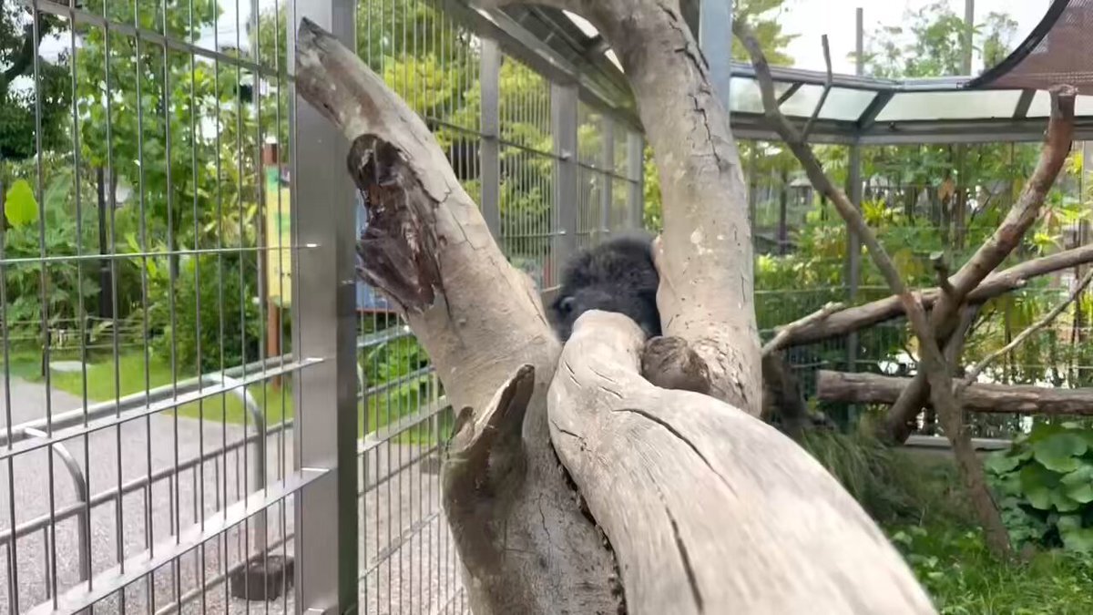 人気ポスト(@TOKUYAMA_ZOO) - Yahoo!リアルタイム検索