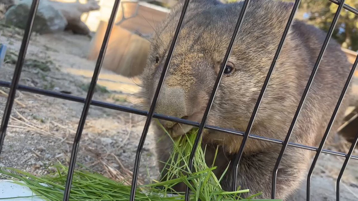 人気ポスト(@satsukiyama_zoo) - Yahoo!リアルタイム検索