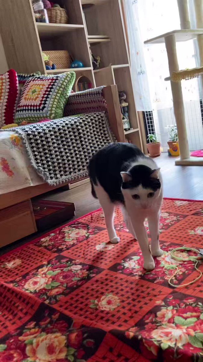 人気ポスト(@yuni_neko_cat) - Yahoo!リアルタイム検索