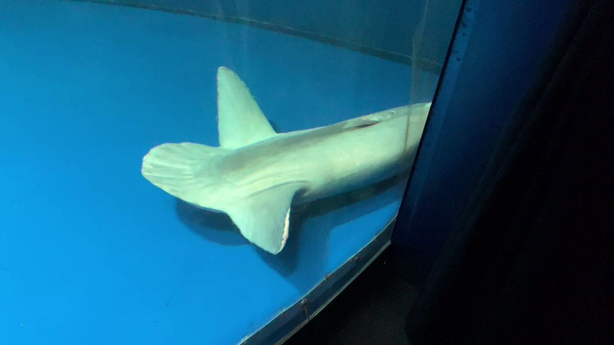 人気ポスト(@Sunshine_Aqua) - Yahoo!リアルタイム検索