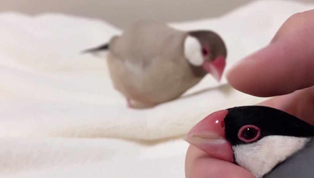 人気ポスト(@ppp_tk_) - Yahoo!リアルタイム検索