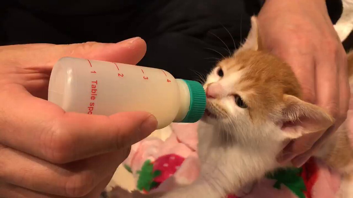 人気ポスト(@tenju_pp) - Yahoo!リアルタイム検索