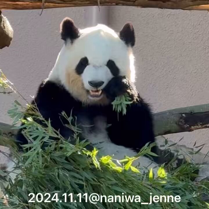 人気ポスト(@naniwa_jenne) - Yahoo!リアルタイム検索