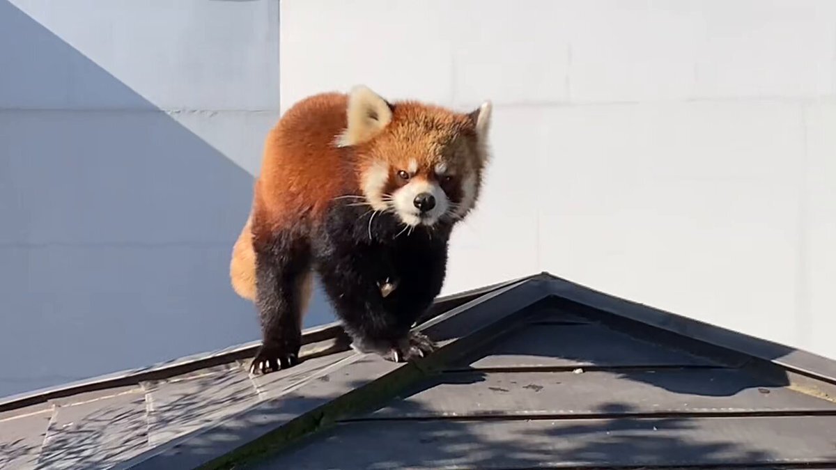 人気ポスト(@nishiyama_zoo) - Yahoo!リアルタイム検索