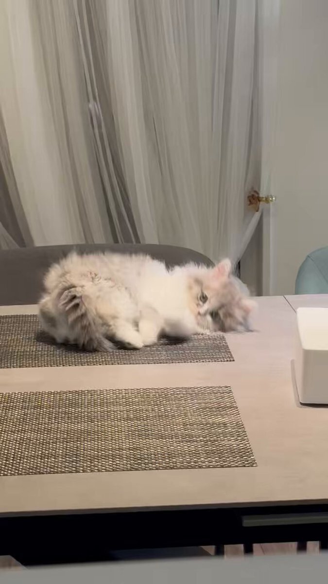 人気ポスト(@neko_no_amechan) - Yahoo!リアルタイム検索