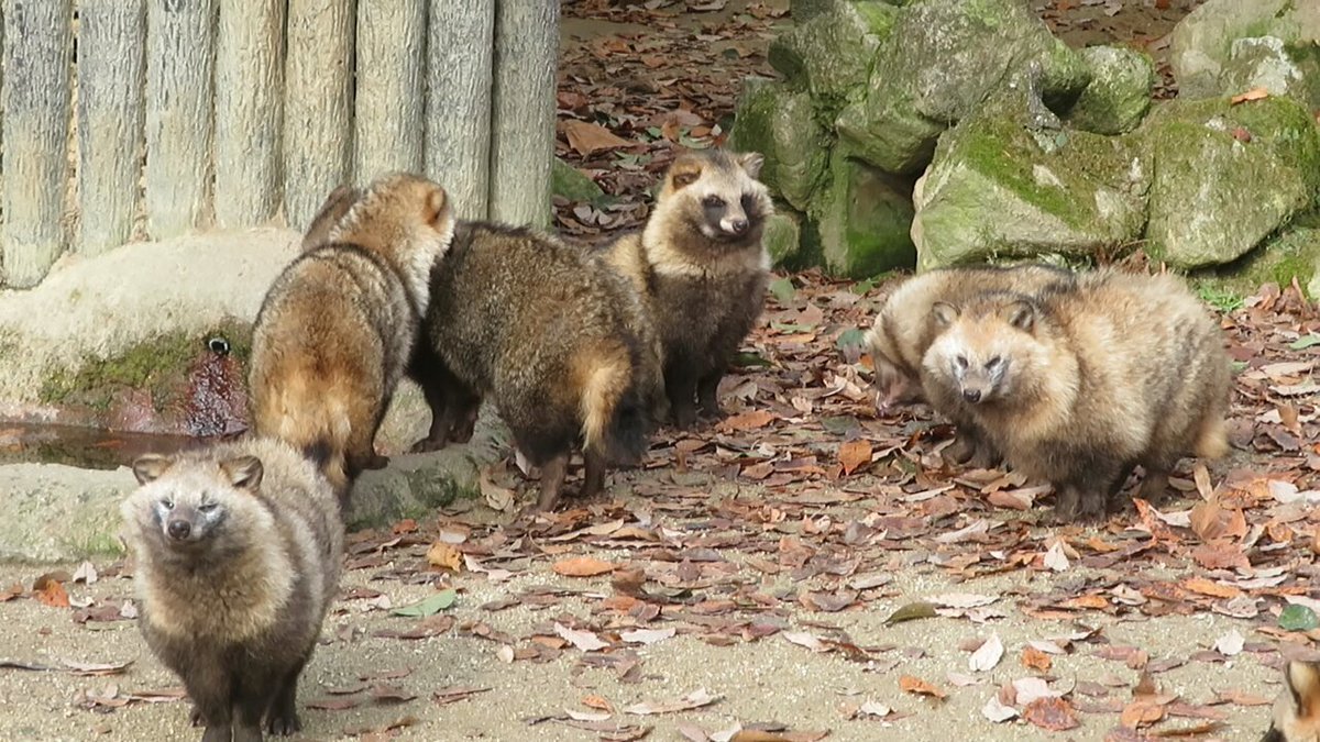 人気ポスト(@asa_zoo) - Yahoo!リアルタイム検索