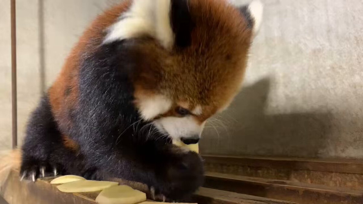 人気ポスト(@nishiyama_zoo) - Yahoo!リアルタイム検索