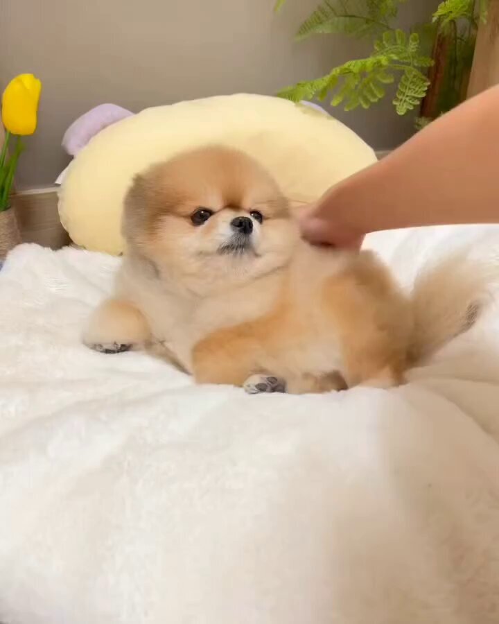 人気ポスト(@po_iz) - Yahoo!リアルタイム検索