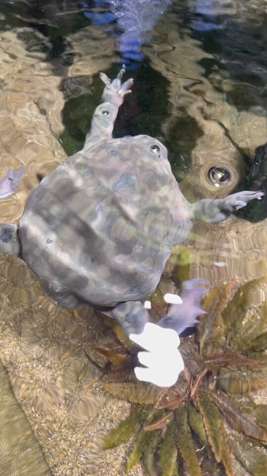 人気ポスト(@mushi_frog) - Yahoo!リアルタイム検索