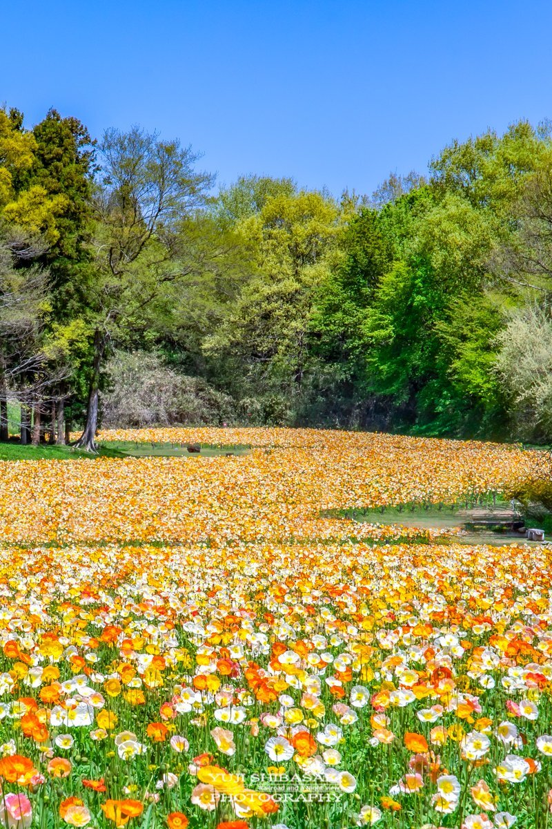 人気ポスト(@Yuji_48) - Yahoo!リアルタイム検索