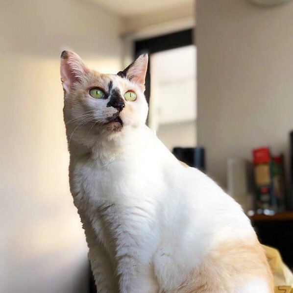 FGO「アズライール」の死の天使モチーフに注目(2025/10/16)｜SNSのバズまとめ - Yahoo!リアルタイム検索