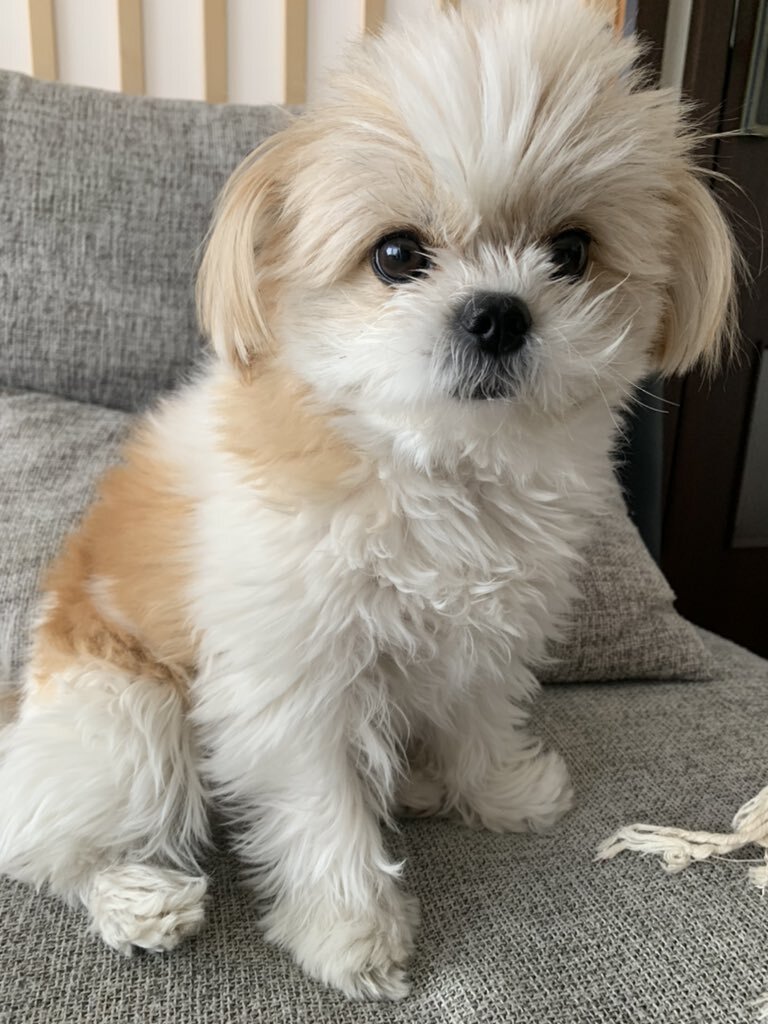 耳が…完全に垂れてるゾ！｜つぶやきピックアップ - Yahoo!リアルタイム検索