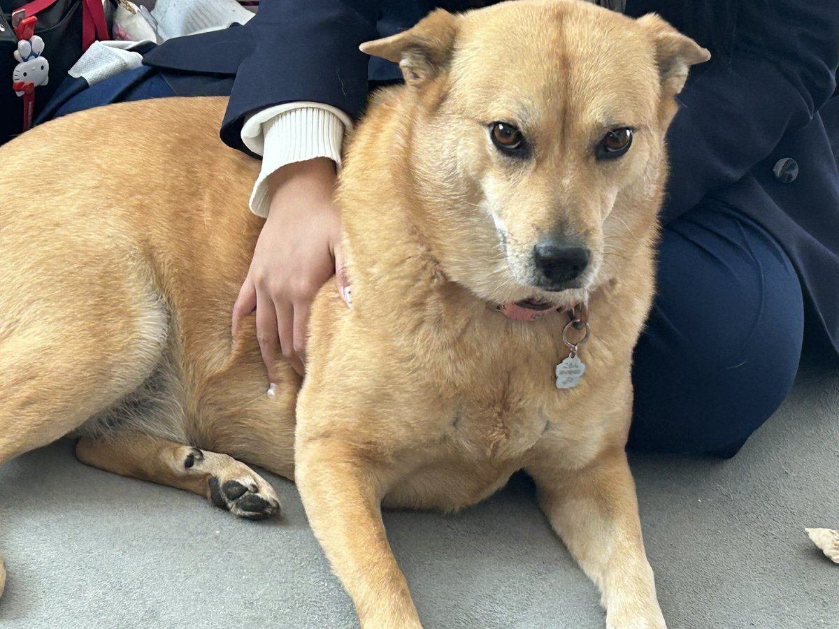 人気ポスト(@coron_kamakura) - Yahoo!リアルタイム検索