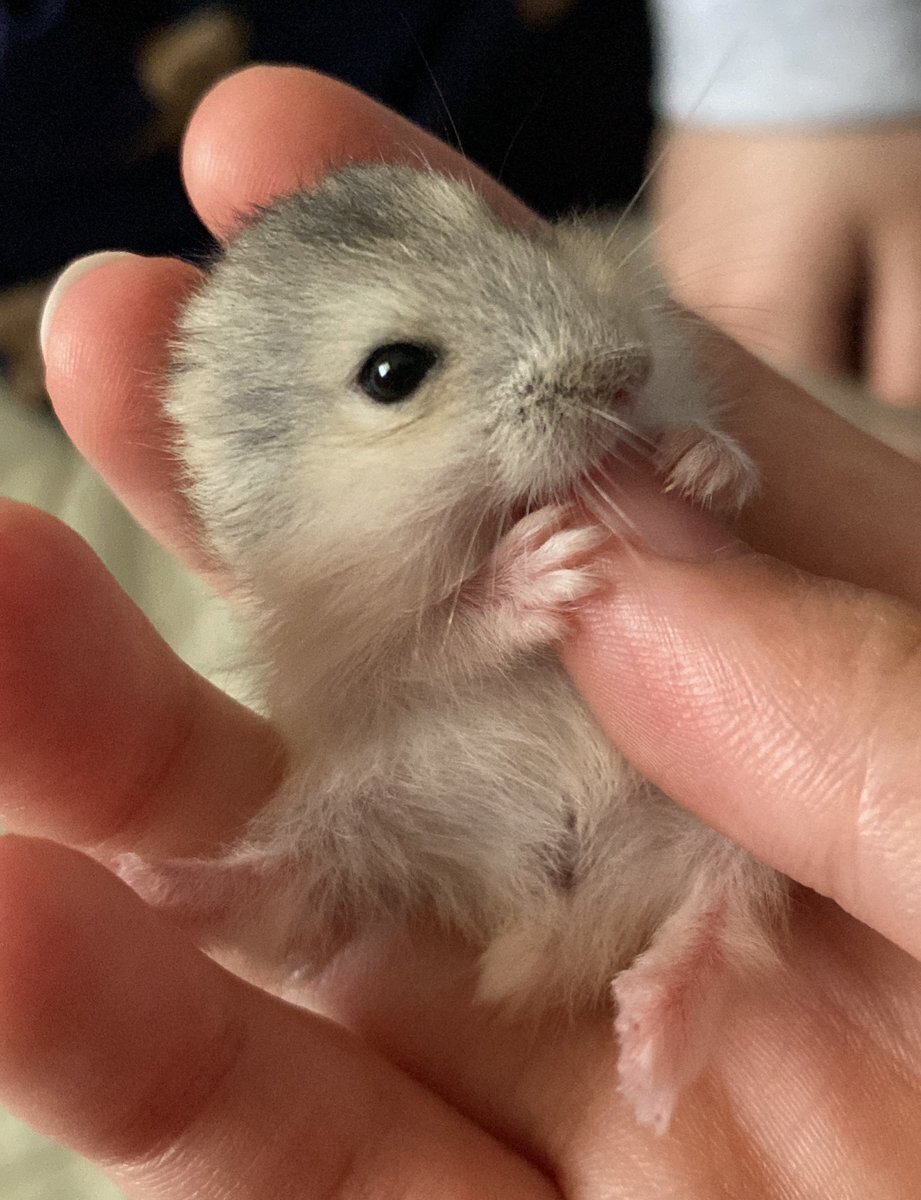 人気ポスト(@Himari_hamuhamu) - Yahoo!リアルタイム検索