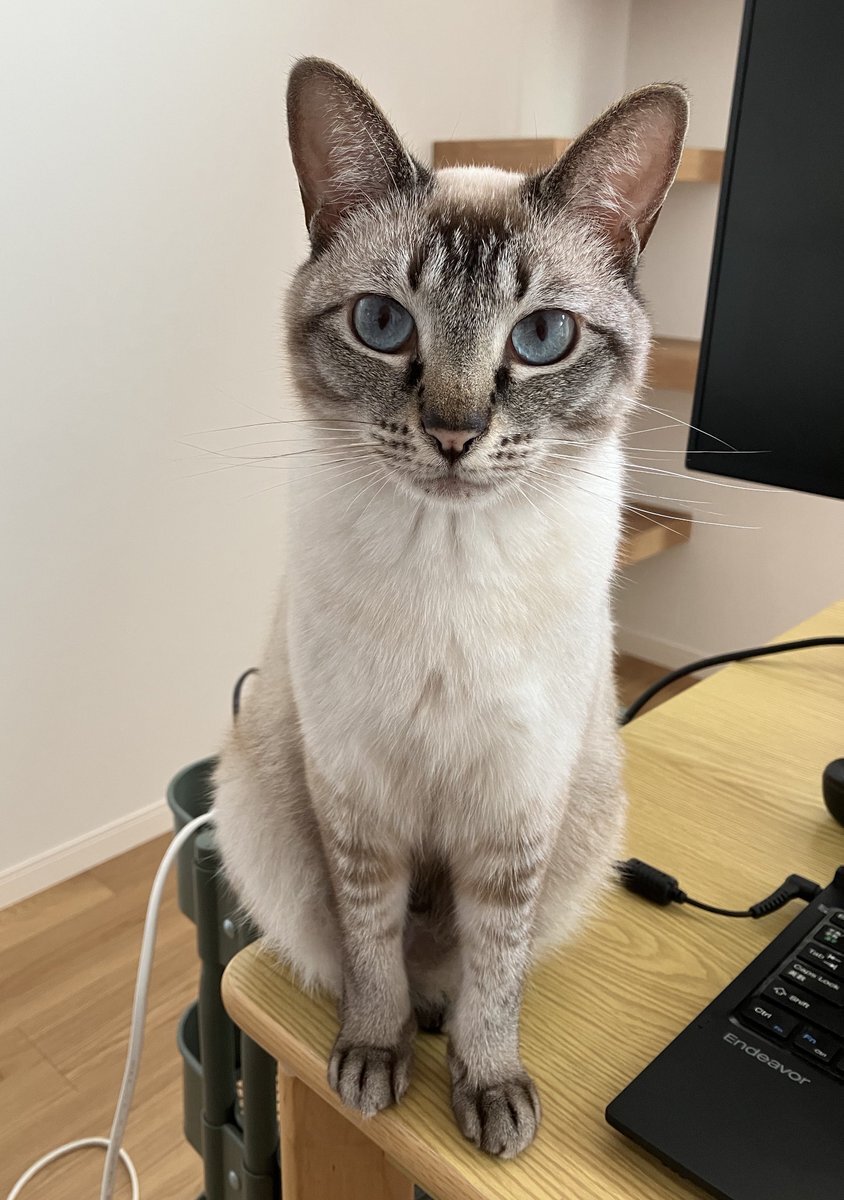 人気ポスト(@_roro_cat_) - Yahoo!リアルタイム検索