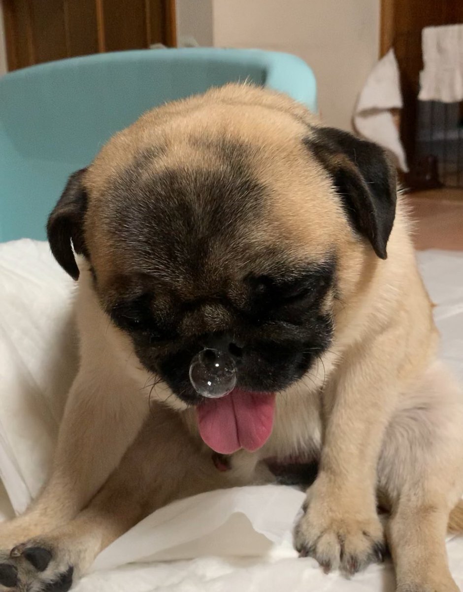 人気ポスト(@pug_WAGASHIYA) - Yahoo!リアルタイム検索