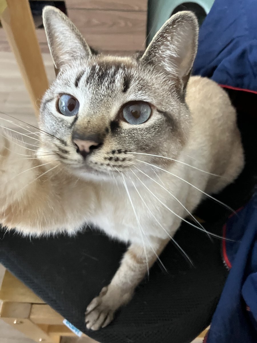 人気ポスト(@_roro_cat_) - Yahoo!リアルタイム検索