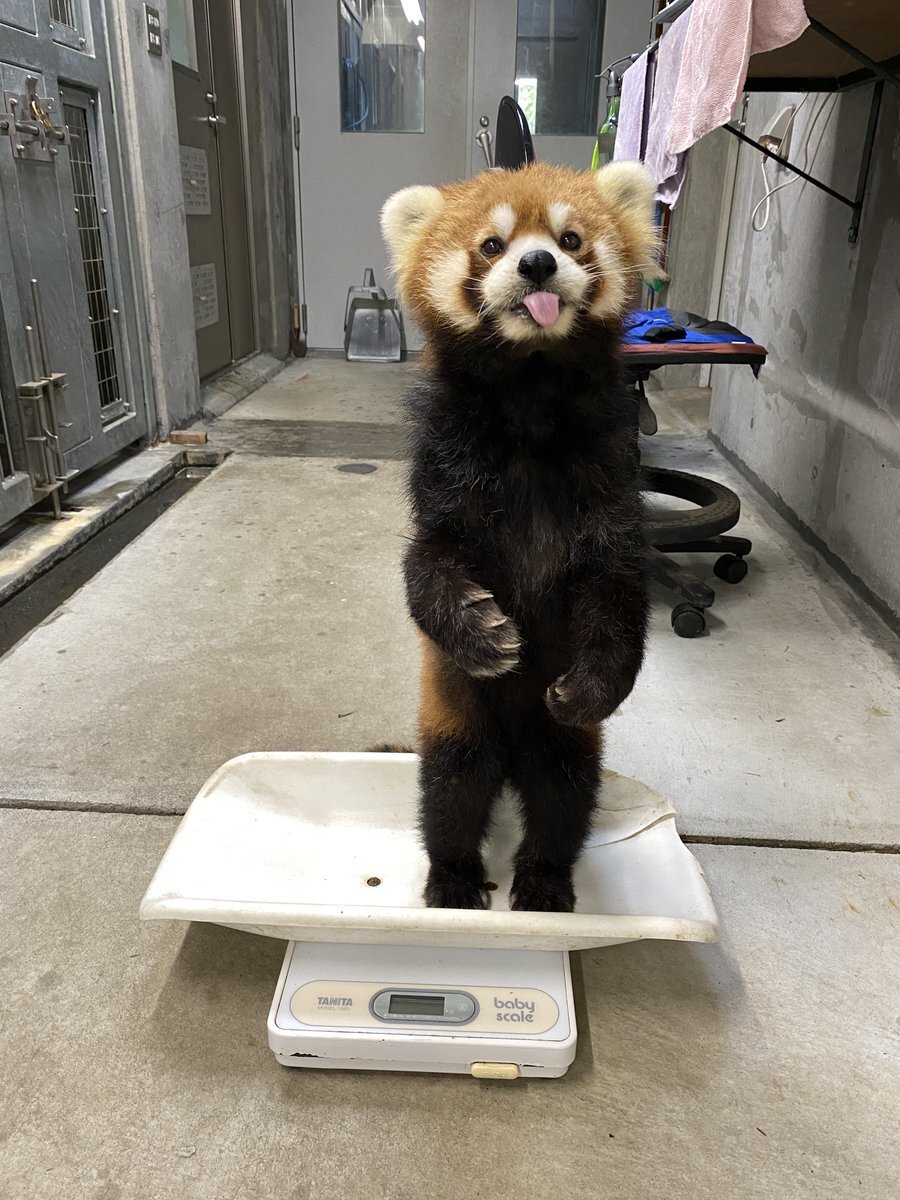 人気ポスト(@nhdzoo) - Yahoo!リアルタイム検索