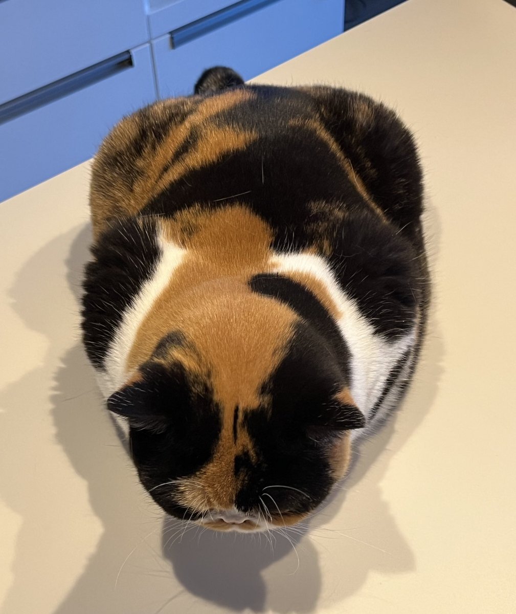 人気ポスト(@oage_cat) - Yahoo!リアルタイム検索