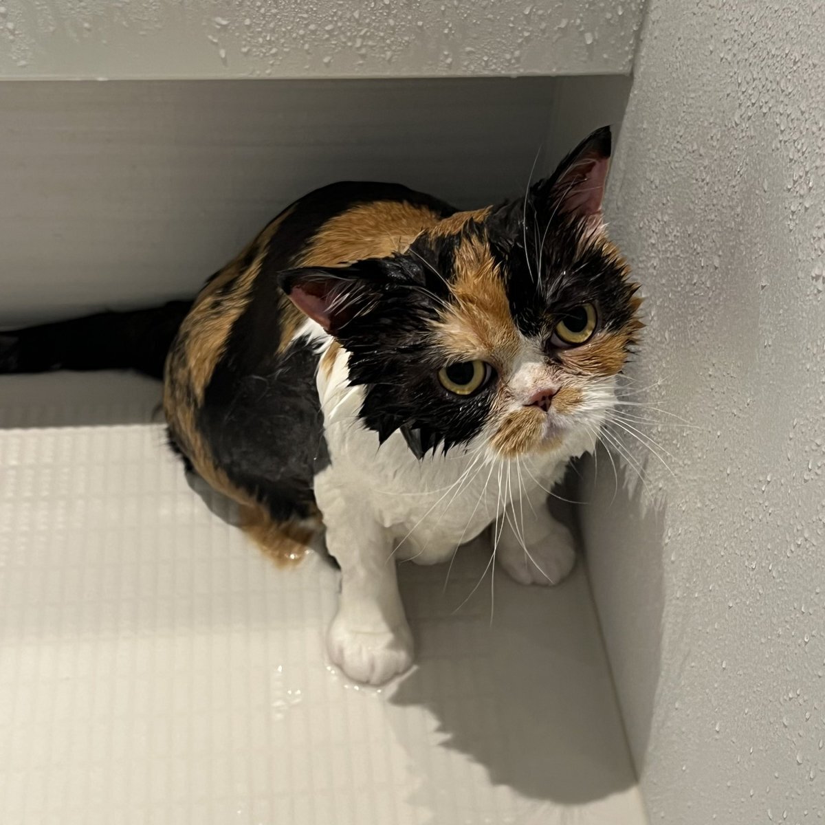 人気ポスト(@oage_cat) - Yahoo!リアルタイム検索