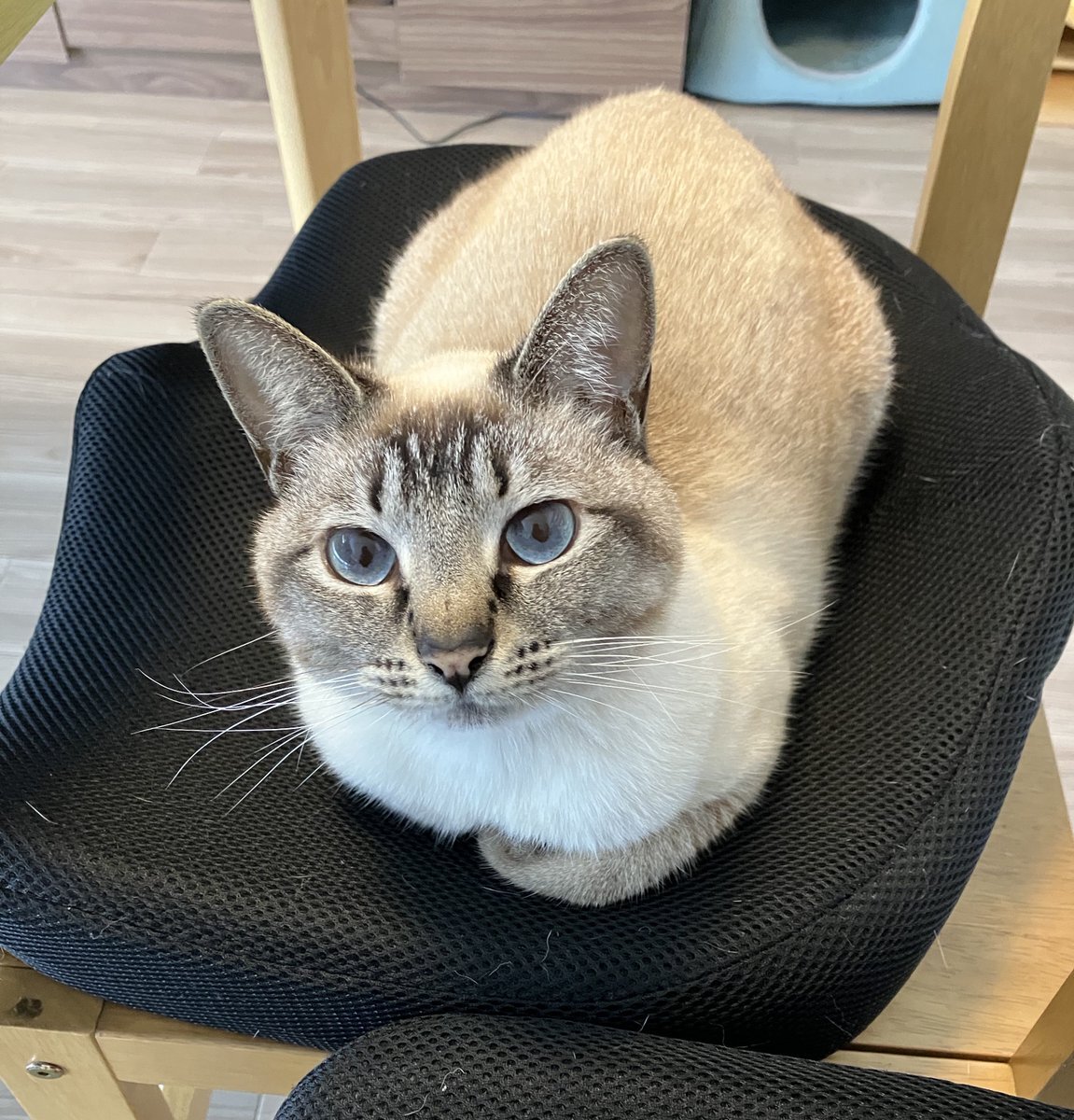 人気ポスト(@_roro_cat_) - Yahoo!リアルタイム検索