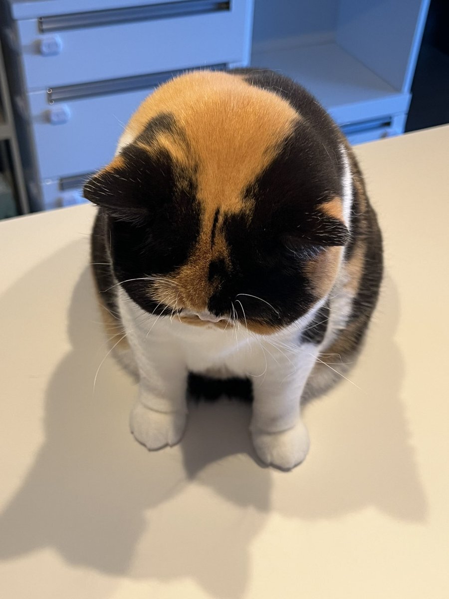 人気ポスト(@oage_cat) - Yahoo!リアルタイム検索