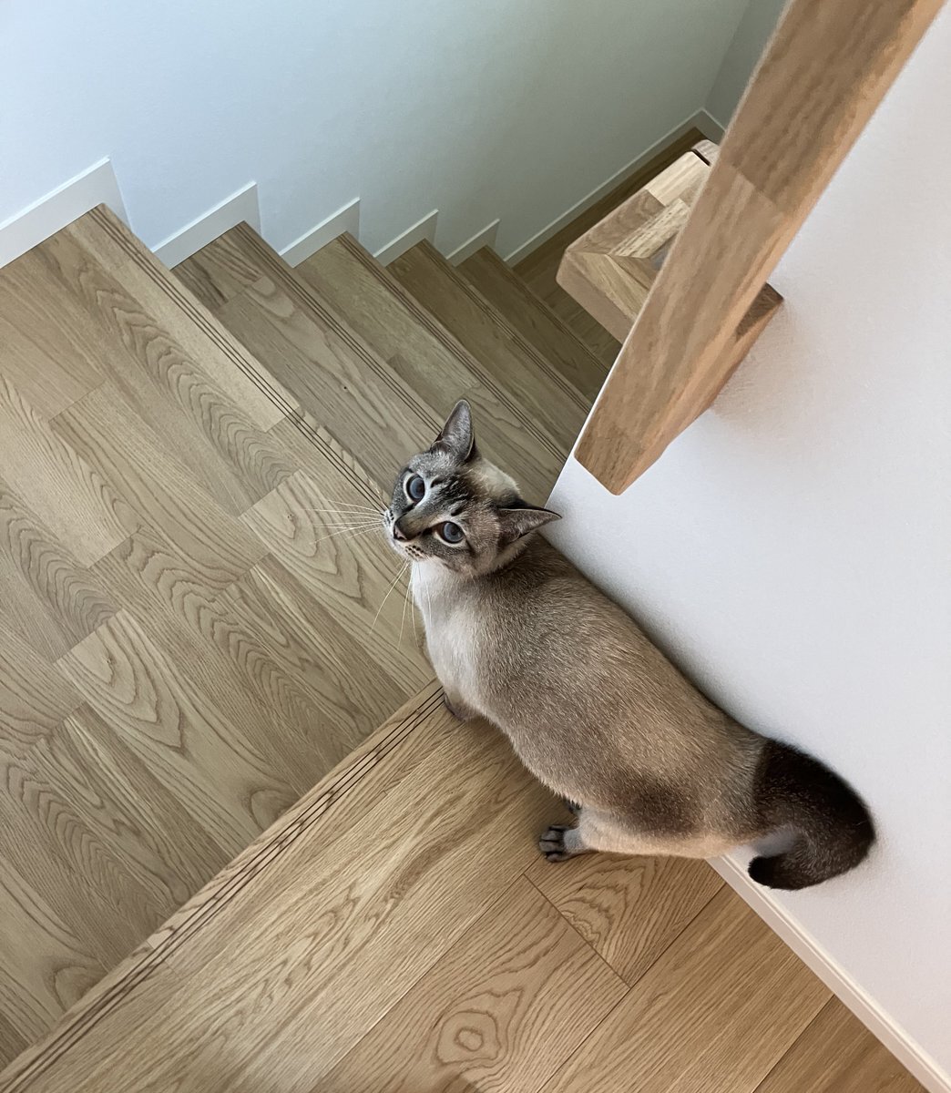 人気ポスト(@_roro_cat_) - Yahoo!リアルタイム検索