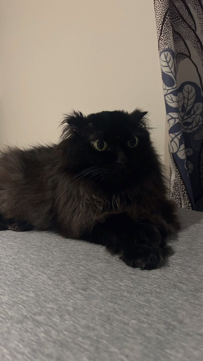 人気ポスト(@necosan__cat) - Yahoo!リアルタイム検索