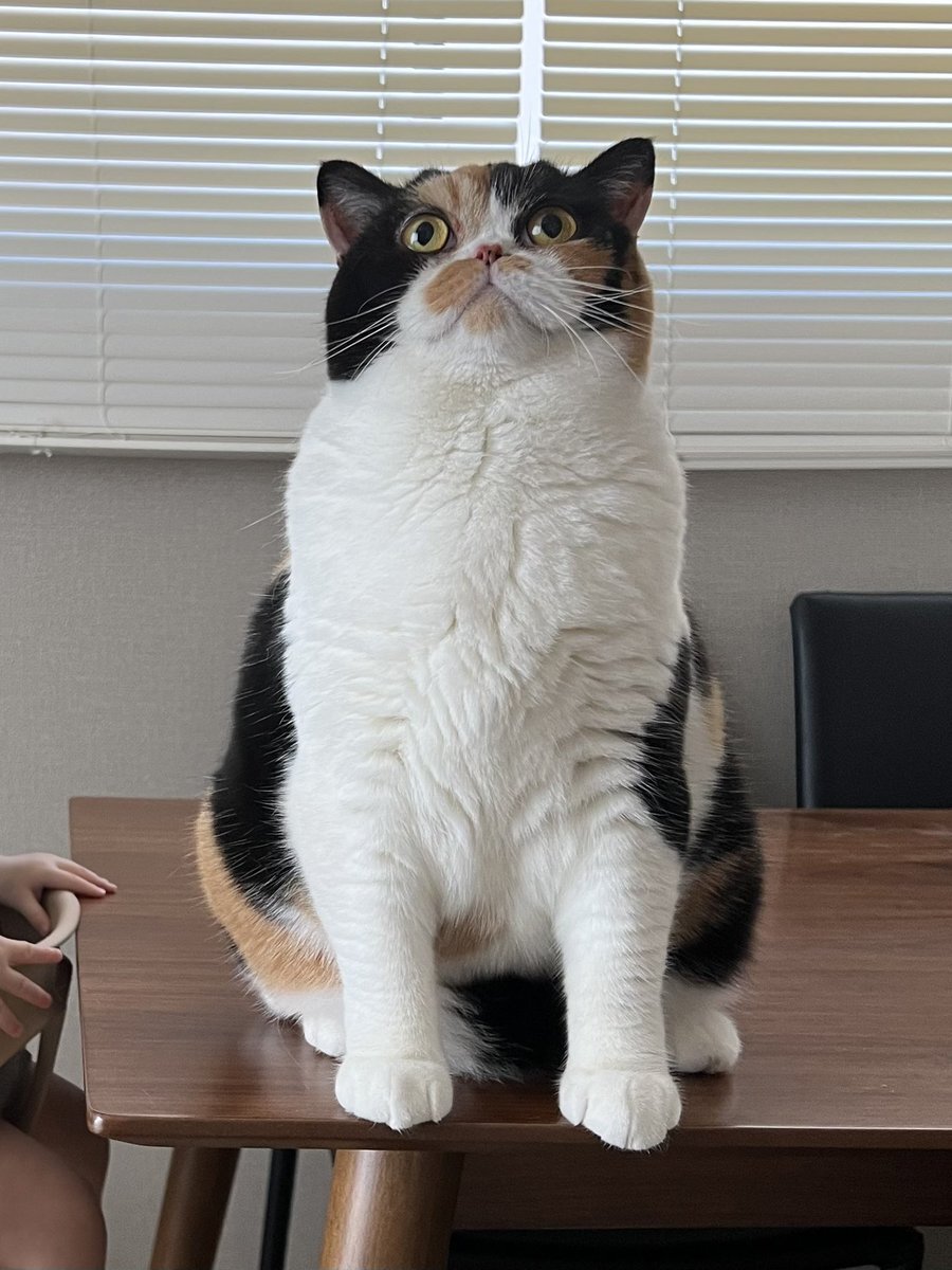 人気ポスト(@oage_cat) - Yahoo!リアルタイム検索