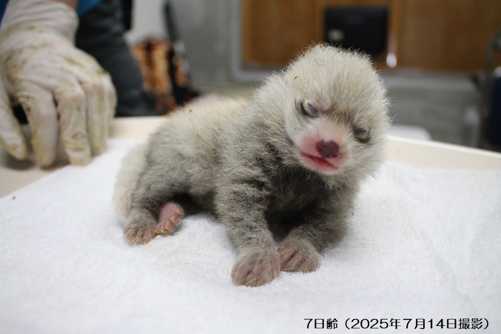 人気ポスト(@nhdzoo) - Yahoo!リアルタイム検索