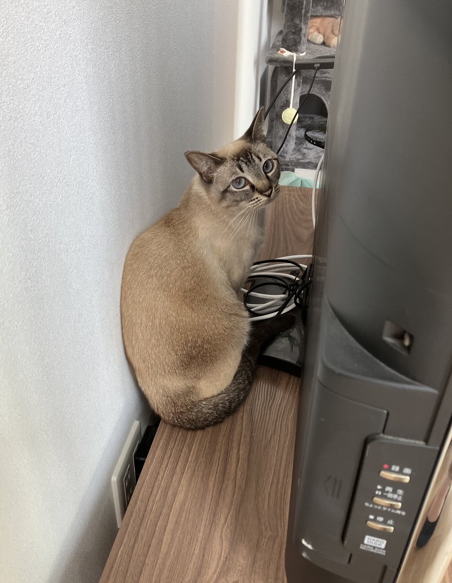 人気ポスト(@_roro_cat_) - Yahoo!リアルタイム検索