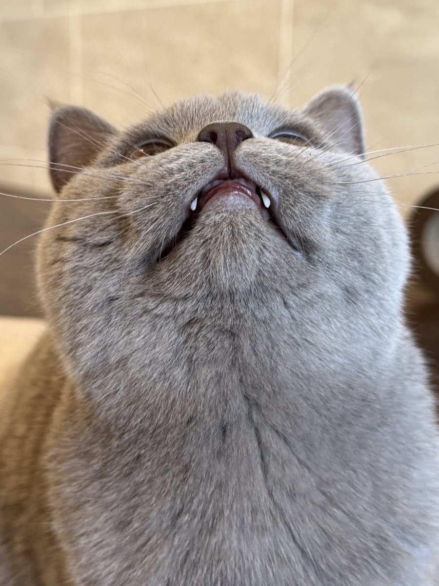 人気ポスト(@momen__cat) - Yahoo!リアルタイム検索