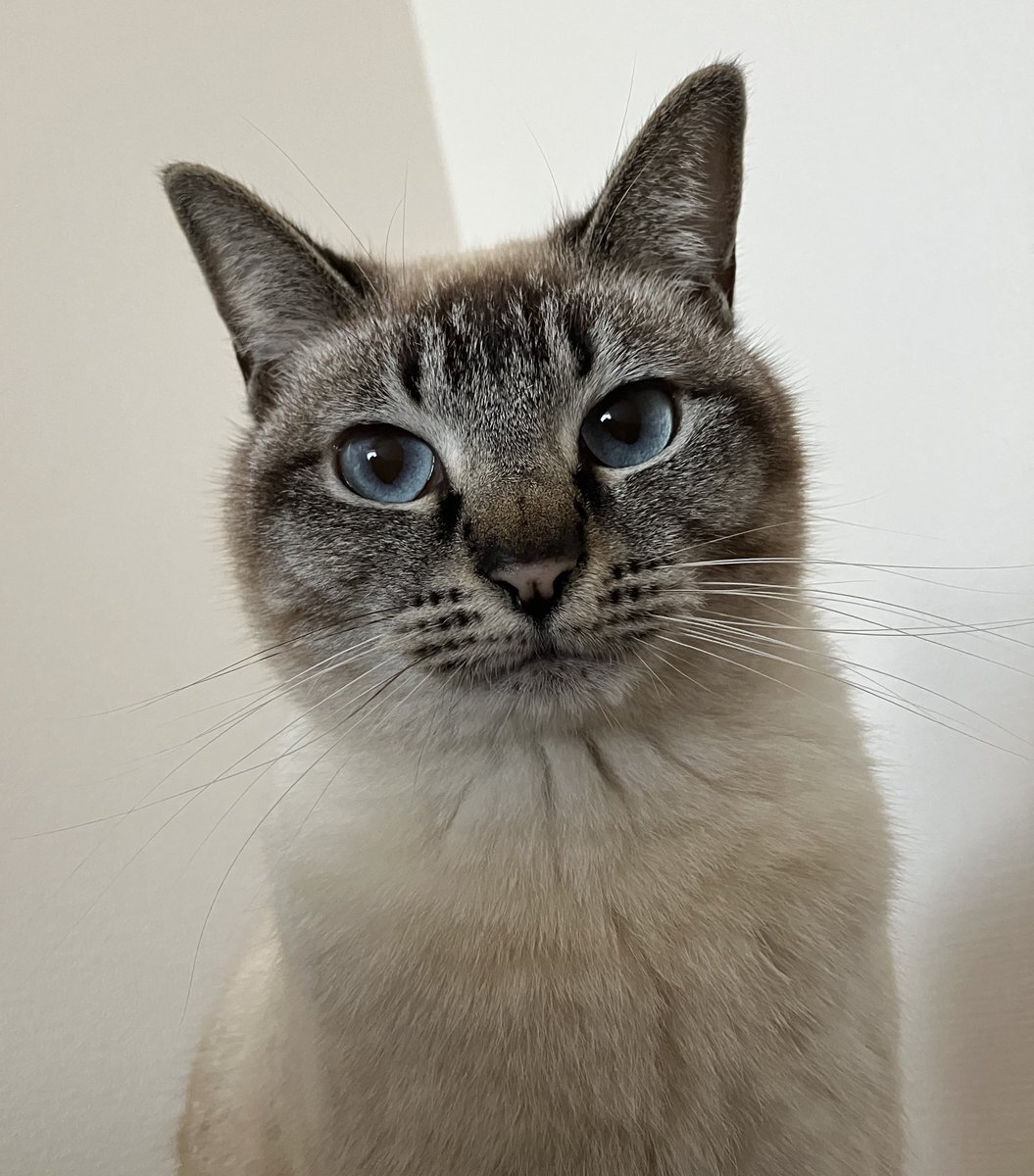 人気ポスト(@_roro_cat_) - Yahoo!リアルタイム検索