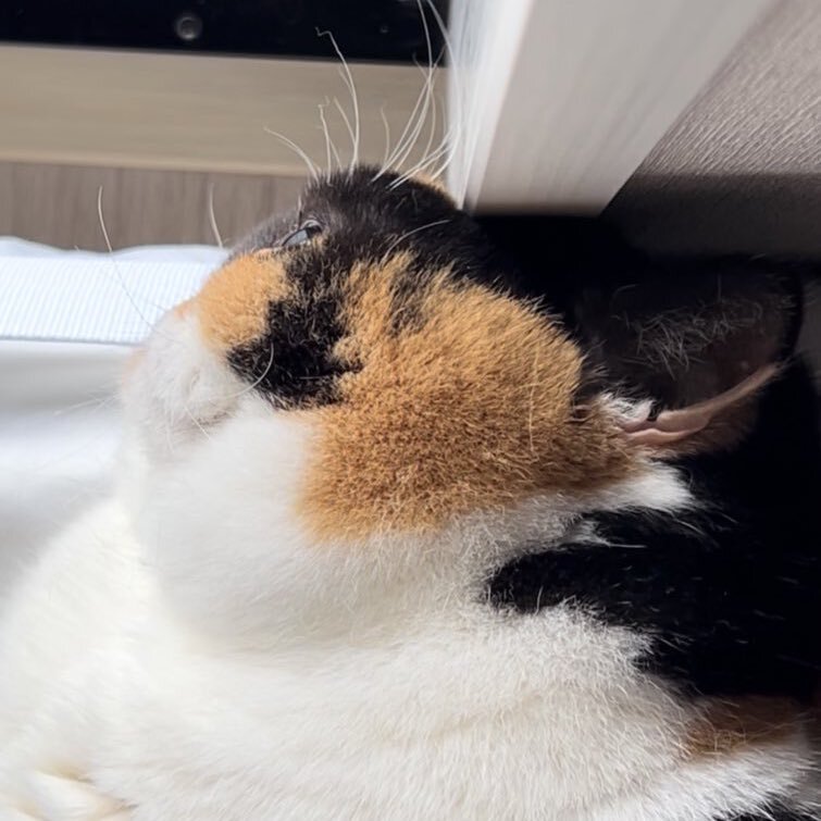 ぬこさん、頭押しつけ過ぎてません？｜つぶやきピックアップ - Yahoo!リアルタイム検索