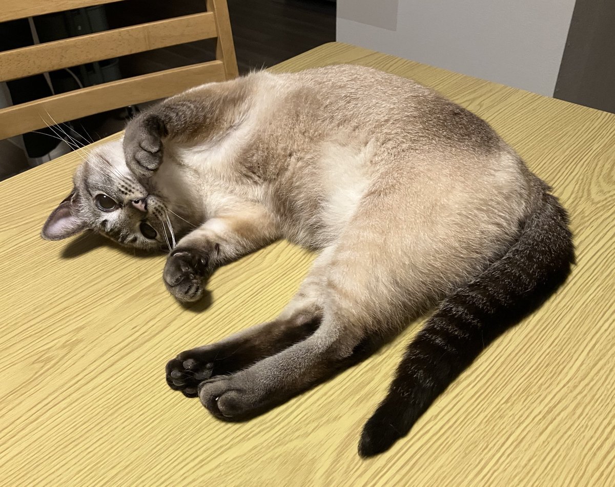 人気ポスト(@_roro_cat_) - Yahoo!リアルタイム検索