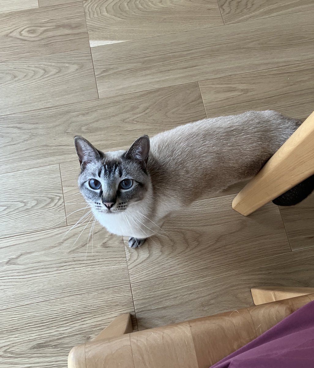 人気ポスト(@_roro_cat_) - Yahoo!リアルタイム検索