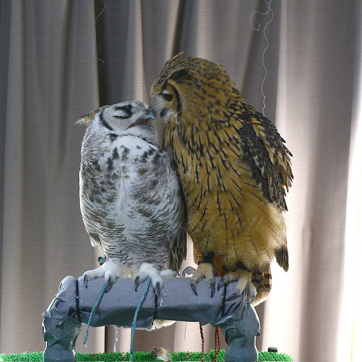 人気ポスト(@Horned_Owl2023) - Yahoo!リアルタイム検索