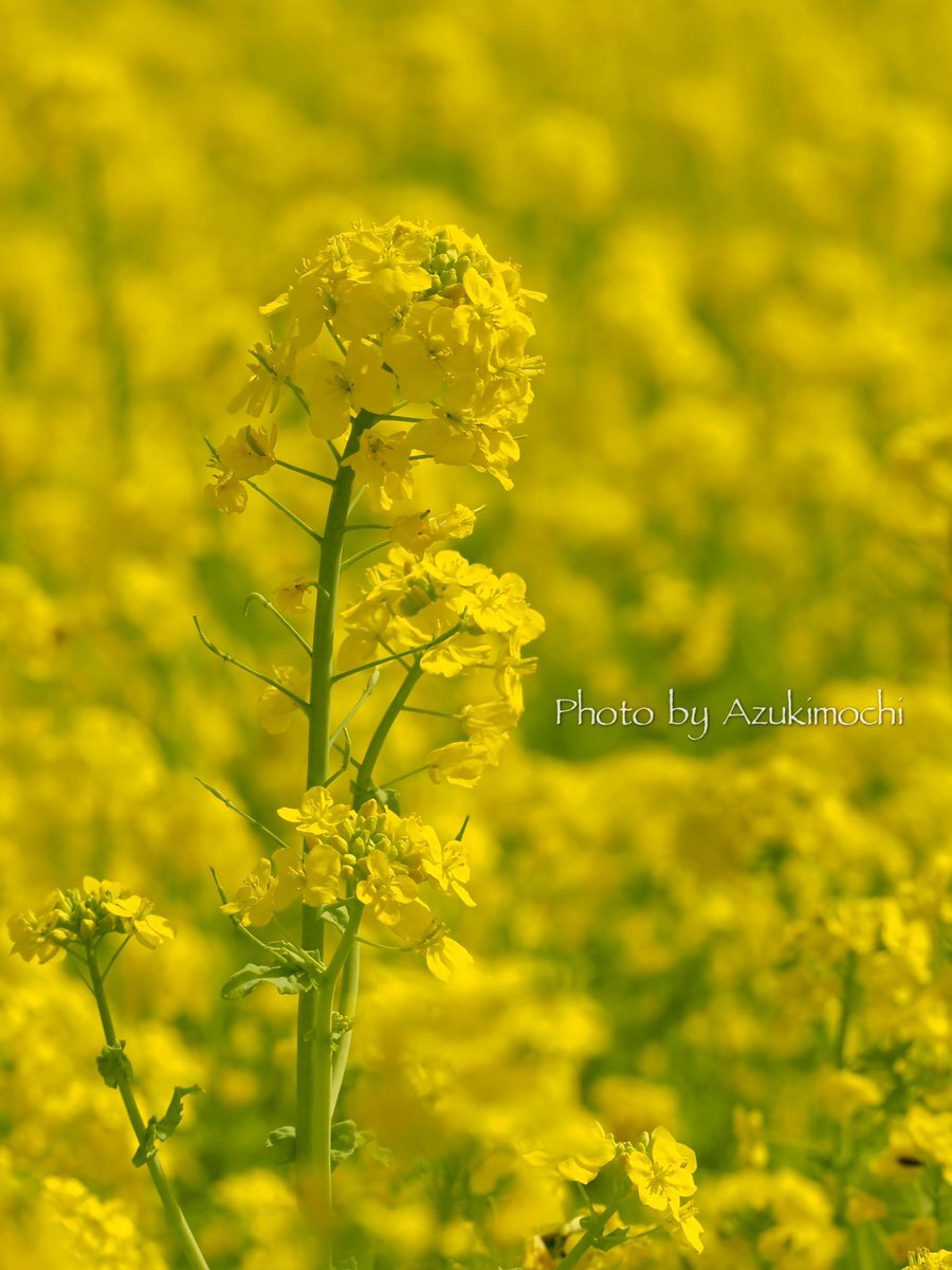 人気ポスト(@azukimochi_room) - Yahoo!リアルタイム検索