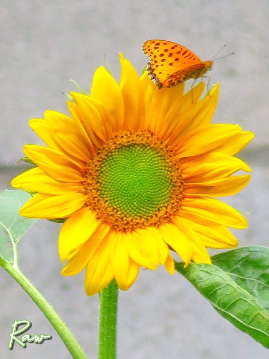 人気ポスト(@Raw_LangDaoming) - Yahoo!リアルタイム検索