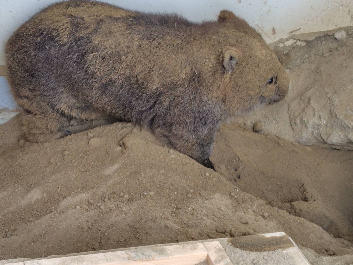 人気ポスト(@satsukiyama_zoo) - Yahoo!リアルタイム検索