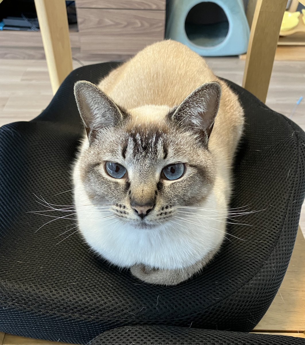 人気ポスト(@_roro_cat_) - Yahoo!リアルタイム検索