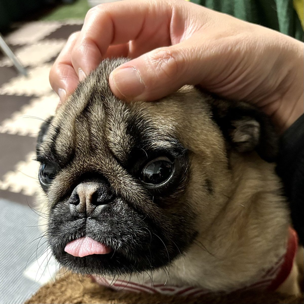 人気ポスト(@2020_pug_tsune) - Yahoo!リアルタイム検索