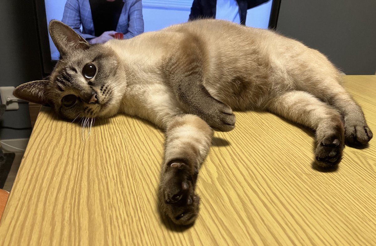 人気ポスト(@_roro_cat_) - Yahoo!リアルタイム検索