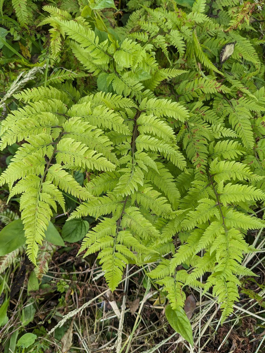 人気ポスト(@morinnko55) - Yahoo!リアルタイム検索