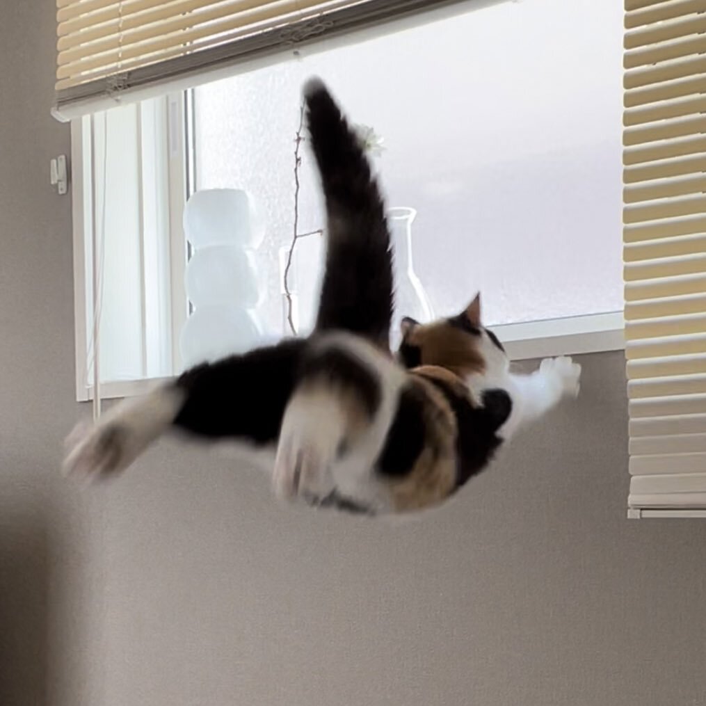 人気ポスト(@oage_cat) - Yahoo!リアルタイム検索