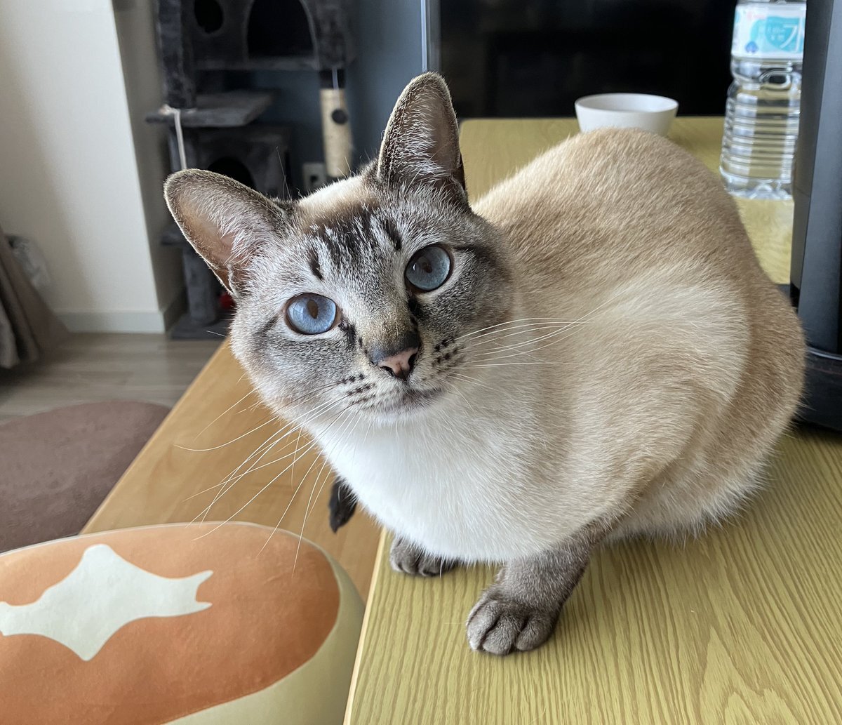 人気ポスト(@_roro_cat_) - Yahoo!リアルタイム検索